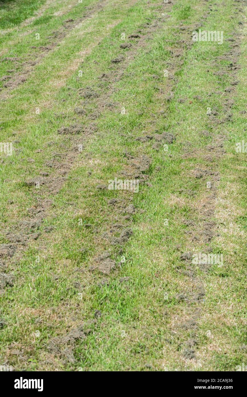 Grass Cutting High Resolution Stock Photography and Images - Alamy