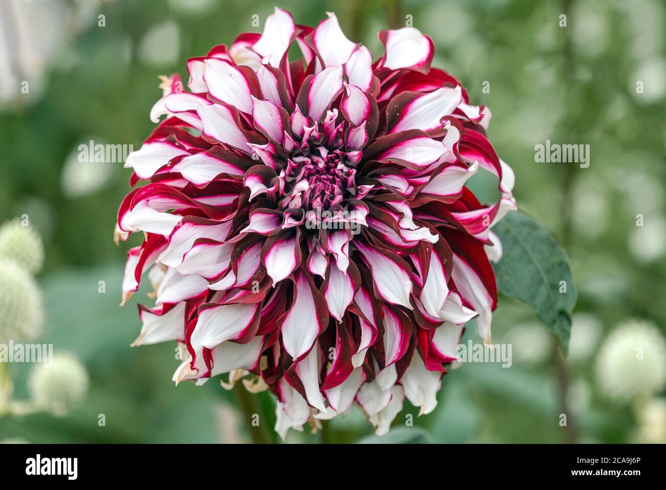 Beautiful detailed flower hi-res stock photography and images - Alamy