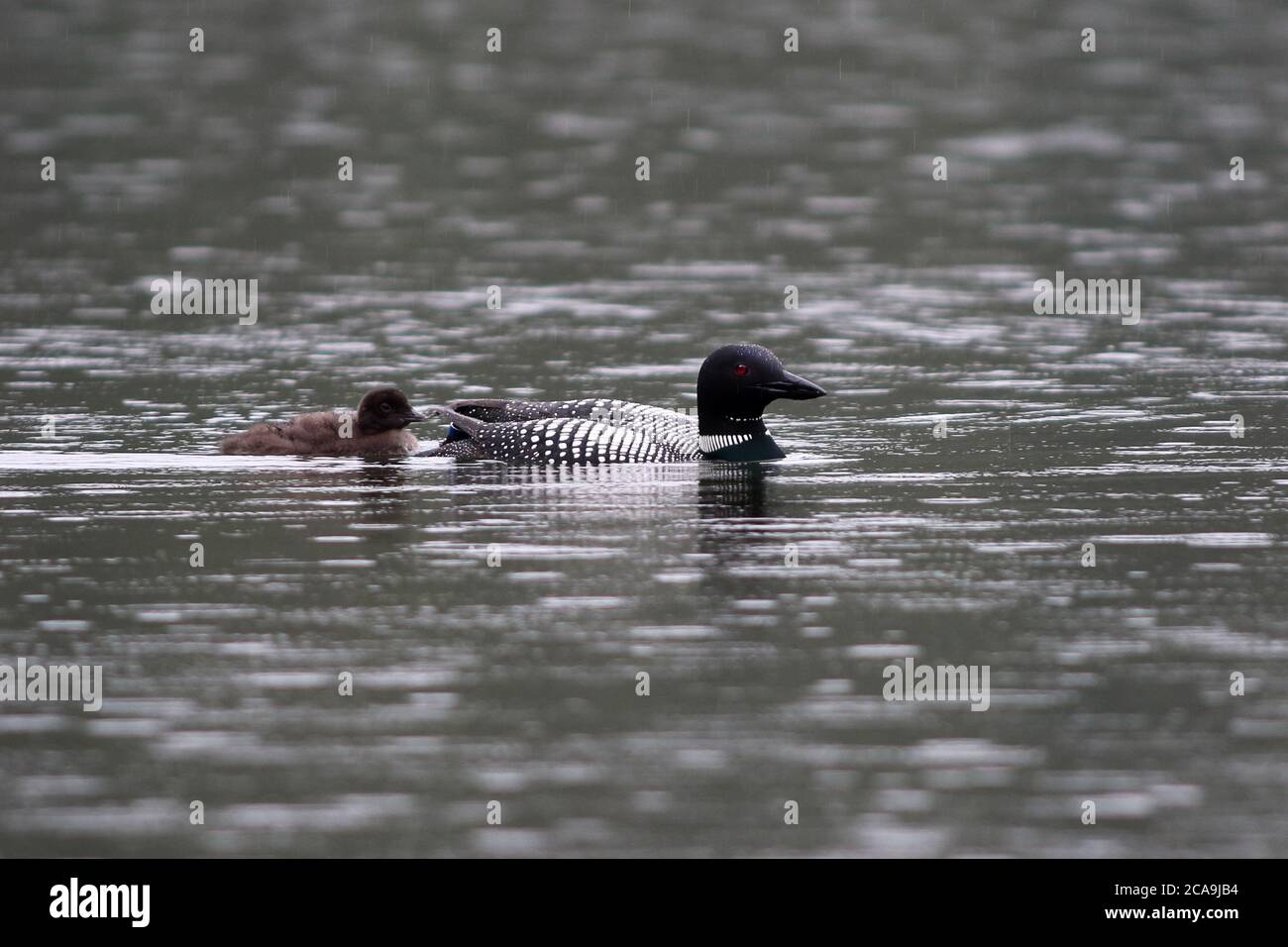 Great northern diver loon hi-res stock photography and images - Alamy