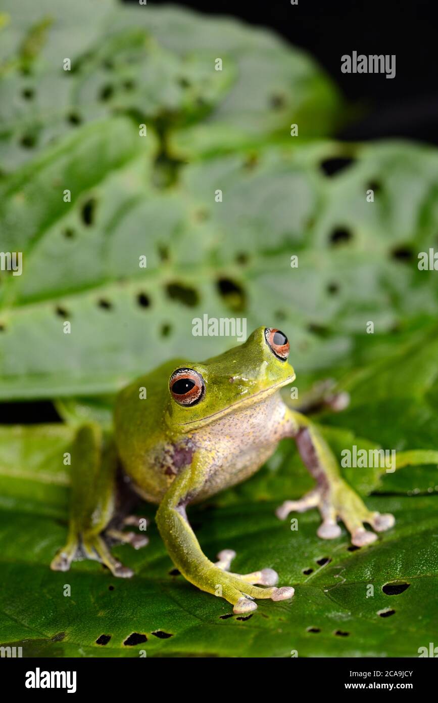 Frog Camp Alabama