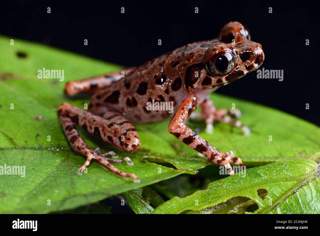 Lowland litter frog hi-res stock photography and images - Alamy