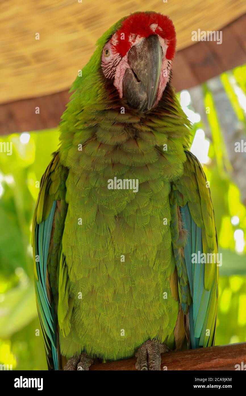 The Great Green Macaw, Ara ambiguus, also known as Buffon's Macaw or ...