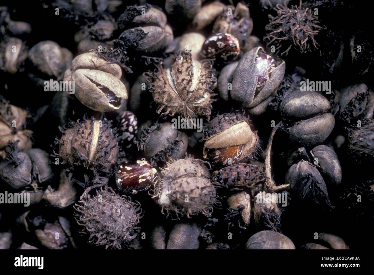 Muscat nut at the Market in the city of Vientiane in Lao in the south ...