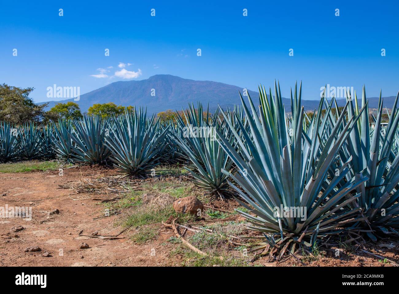 Blue Agave field in Tequila, Jalisco, Mexico Stock Photo - Alamy