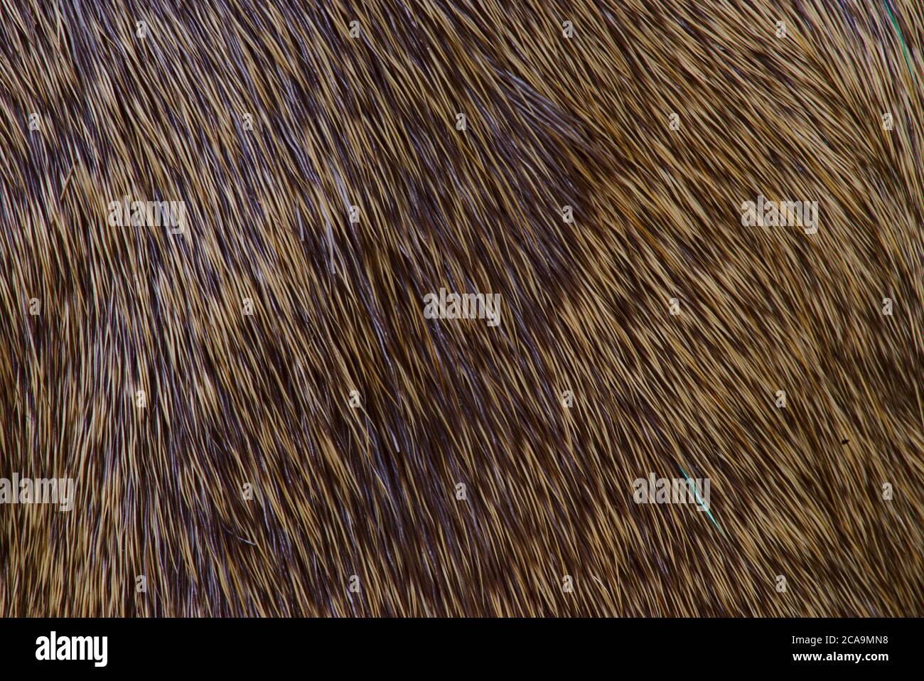 fur texture, brown deer Stock Photo - Alamy