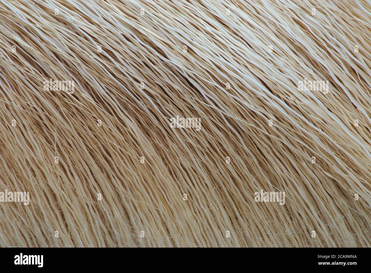 fur texture, white deer Stock Photo - Alamy