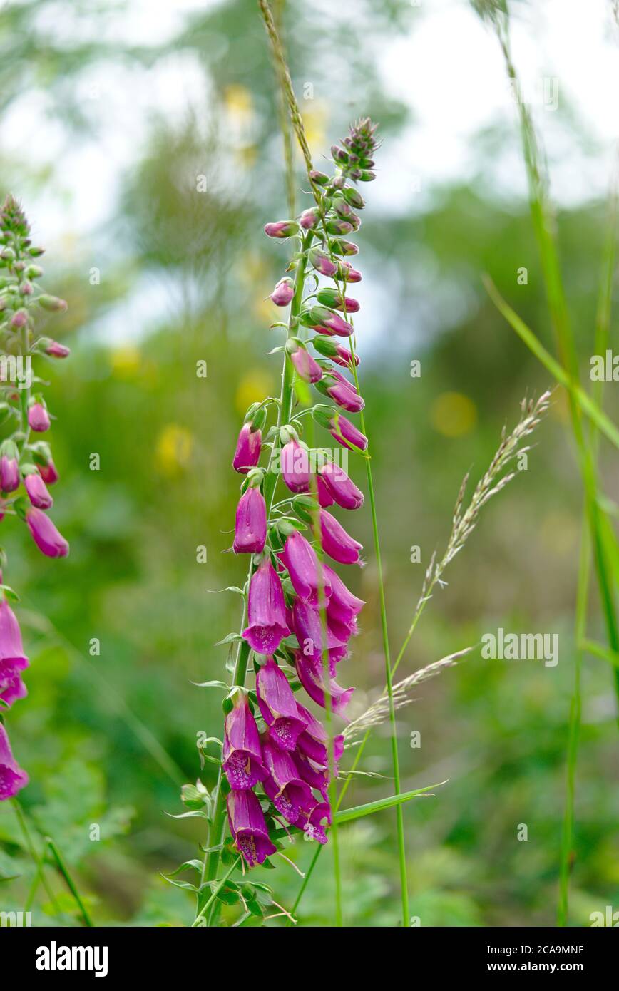 Foxglove wildflower hi-res stock photography and images - Alamy