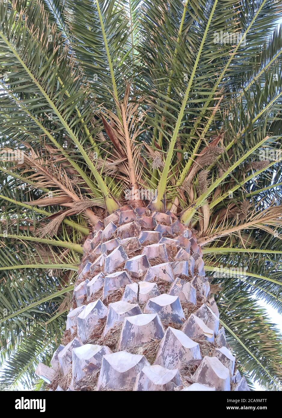 Palm Tree, Tropical Plant Stock Photo - Alamy