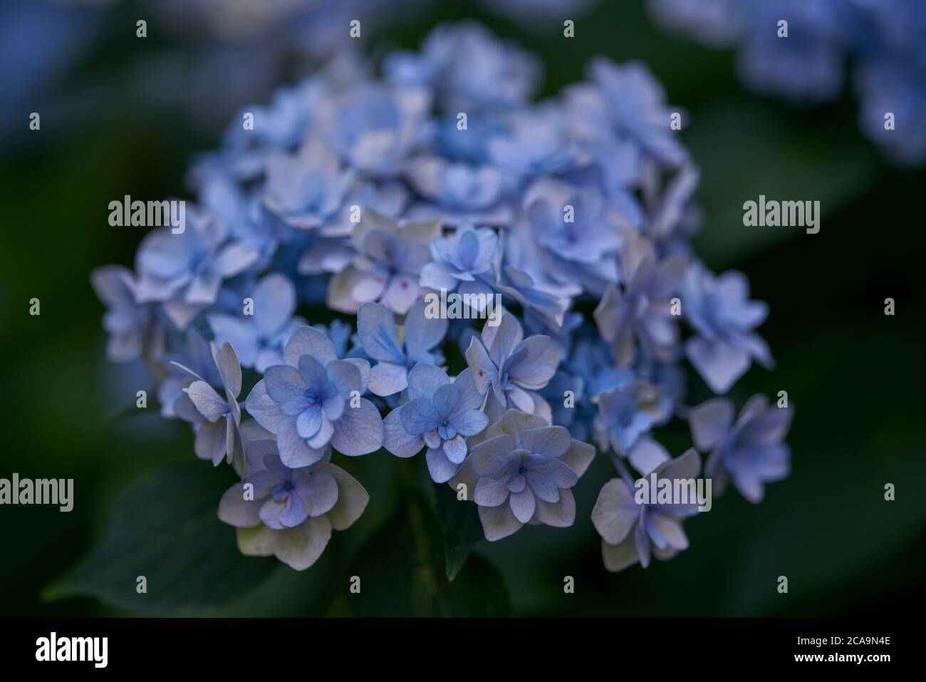 Light blue hydrangea flowers close up Stock Photo - Alamy