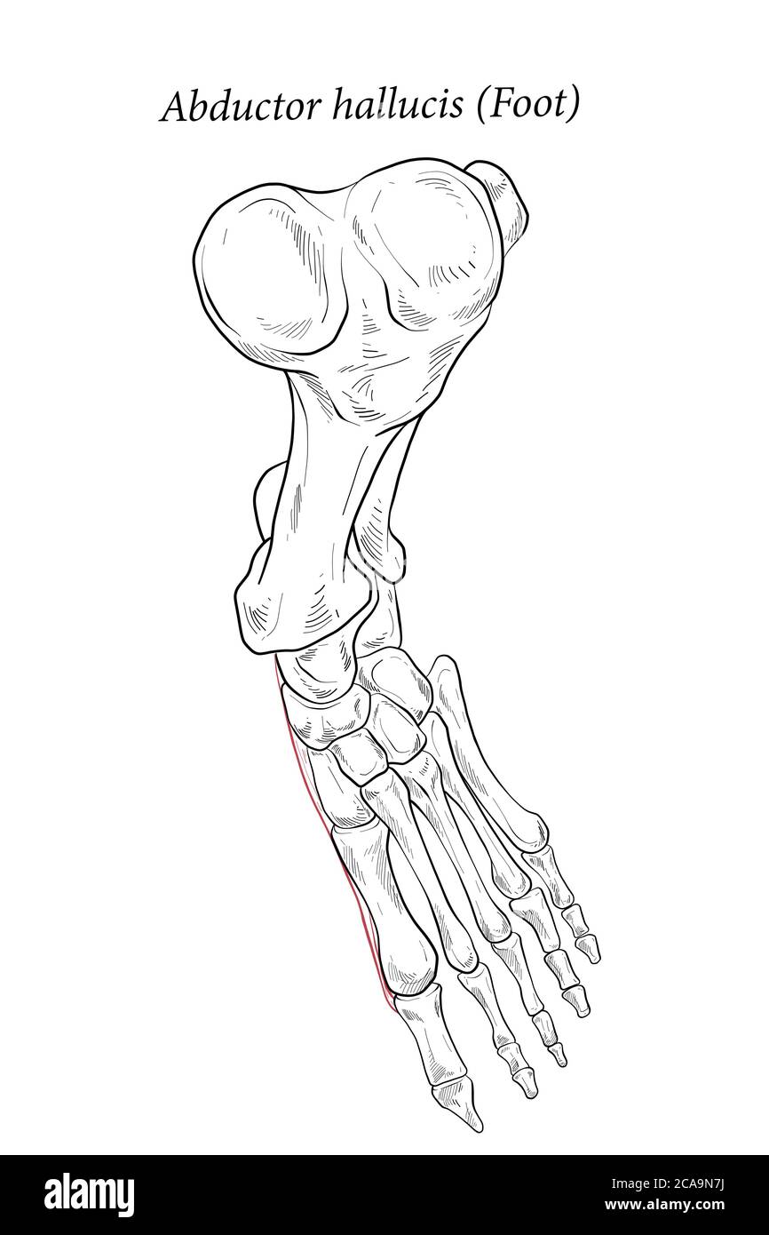 Simple Skeleton Foot Drawing