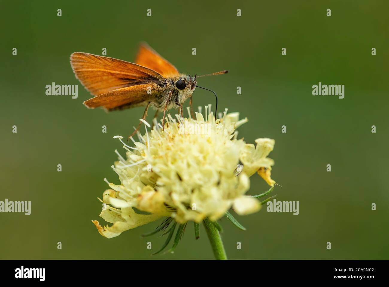 Essex Skipper - Thymelicus lineola, beautiful small orange butterfly ...