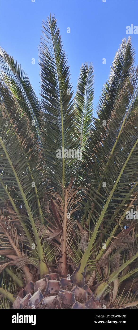 Palm Tree, Tropical Plant Stock Photo - Alamy