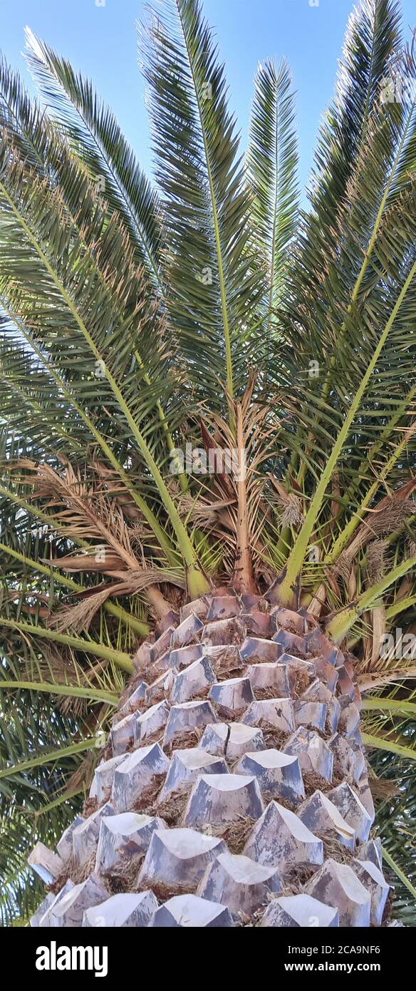 Palm Tree, Tropical Plant Stock Photo - Alamy