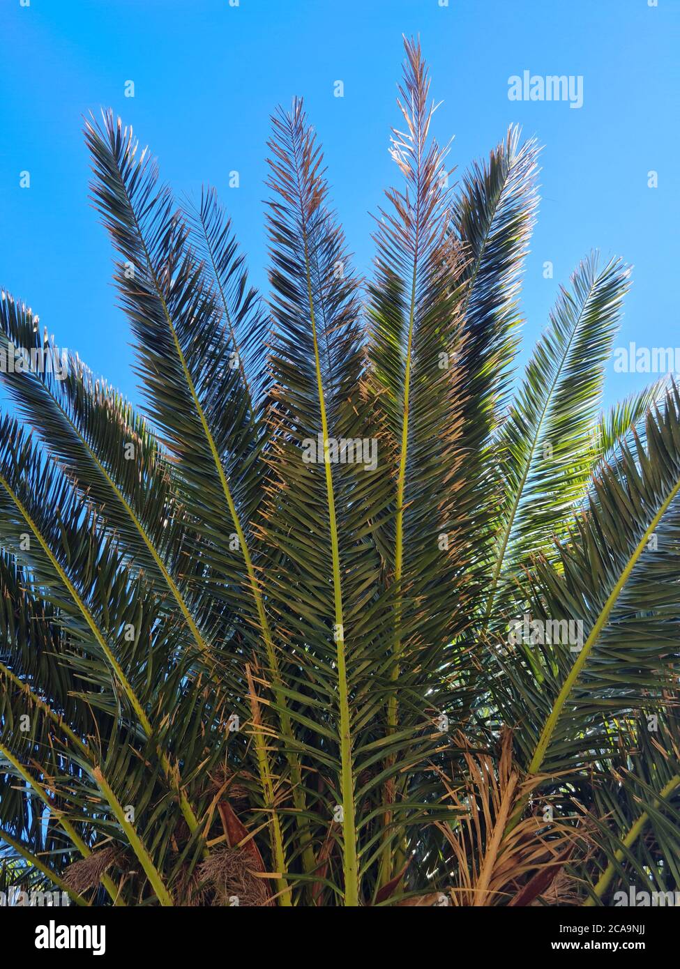 Palm Tree, Tropical Plant Stock Photo - Alamy