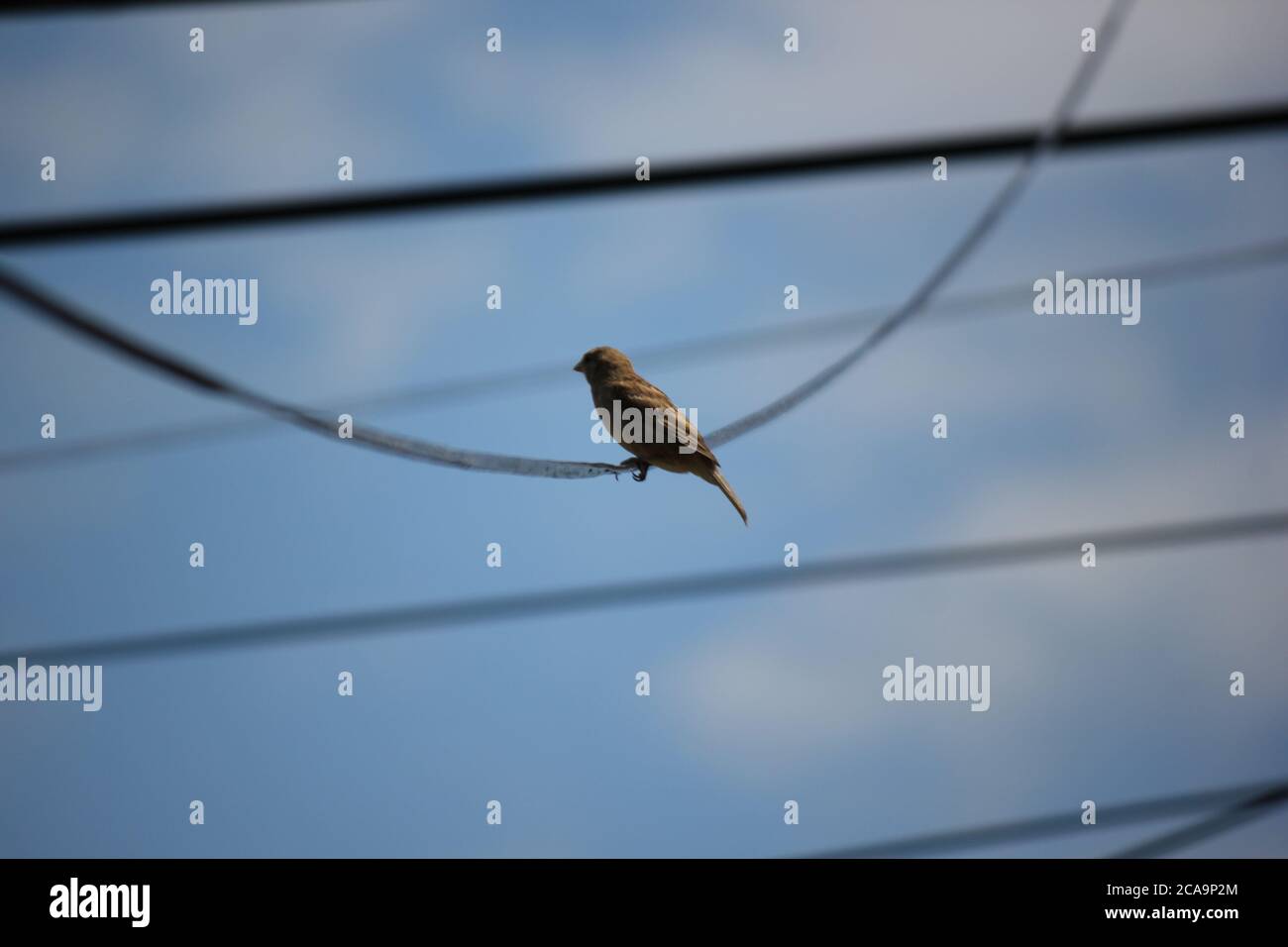 A wild common sparrow resting on the urban overhead utility wires Stock ...