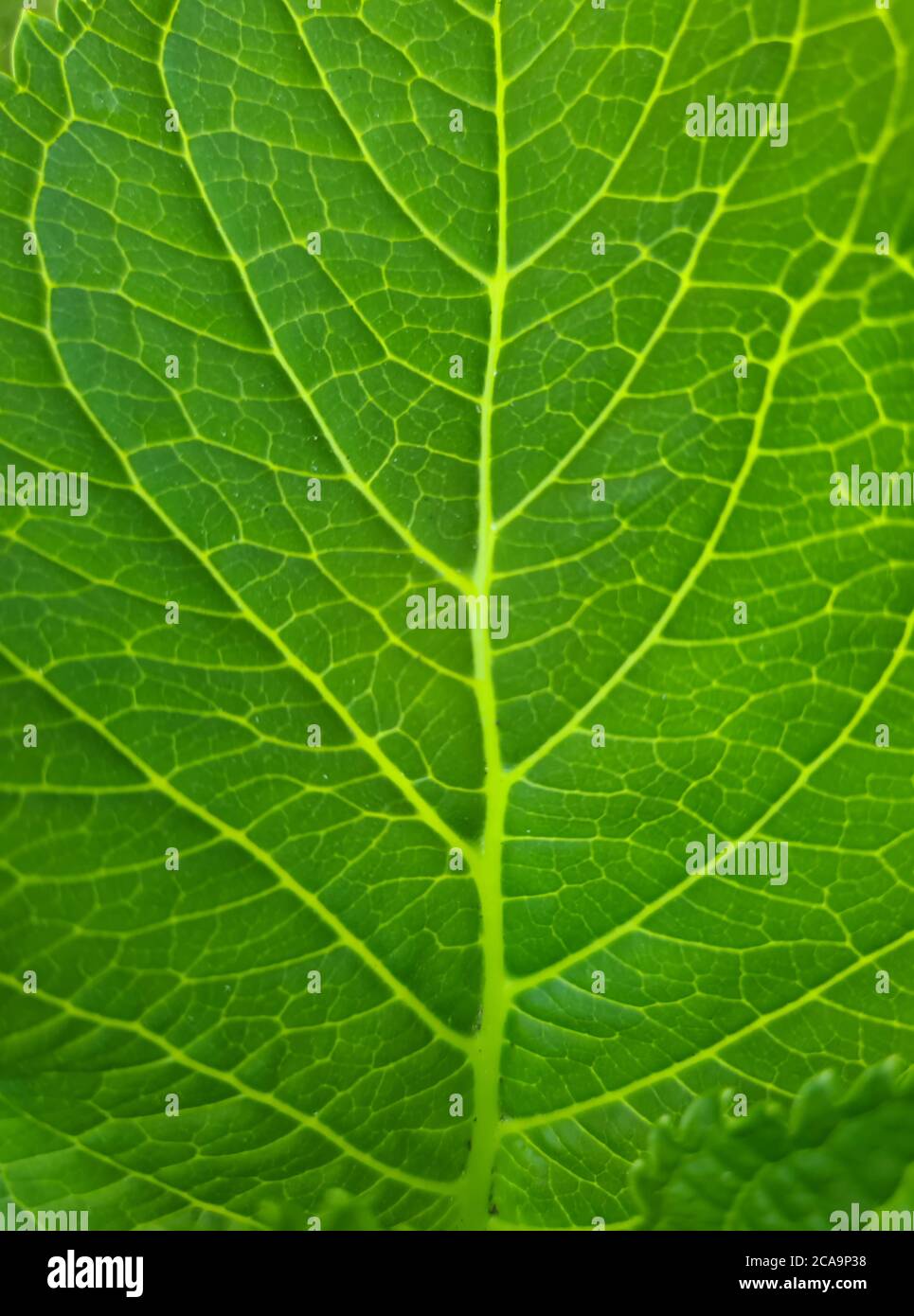 Zoomed in leaf hi-res stock photography and images - Alamy