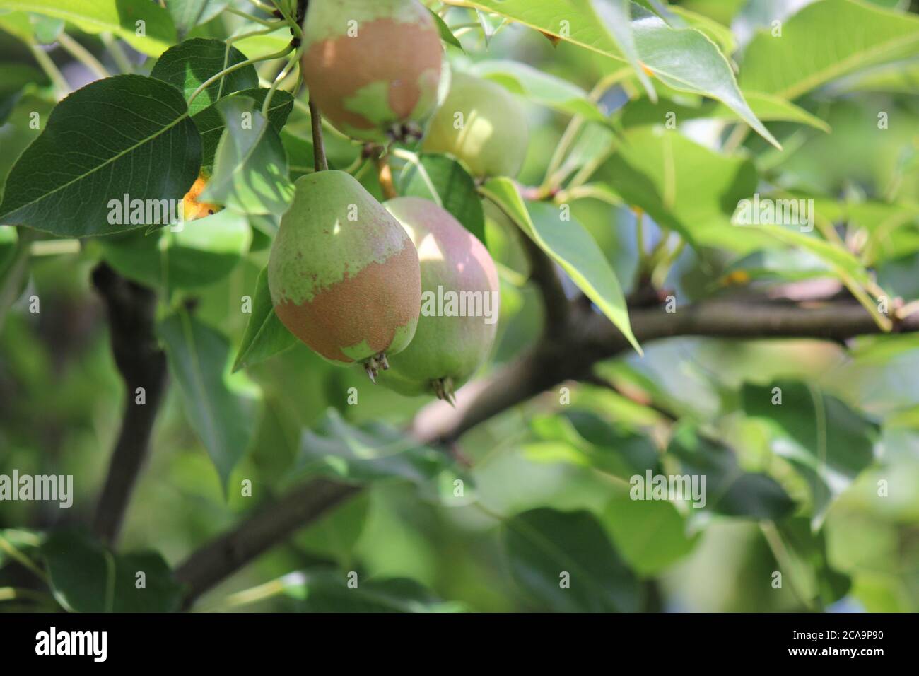 Backyard urban garden in of a luscious pear fruit tree Stock Photo - Alamy