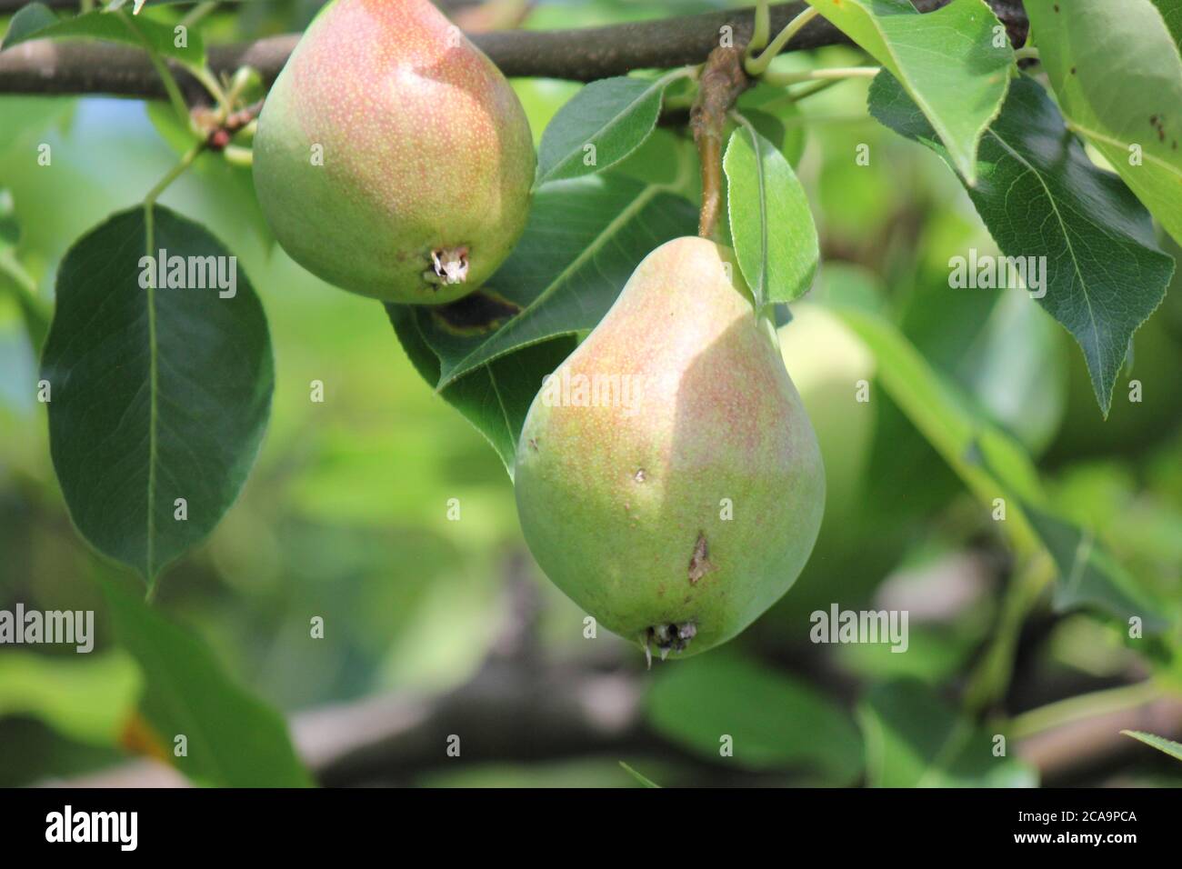 Backyard urban garden in of a luscious pear fruit tree Stock Photo - Alamy