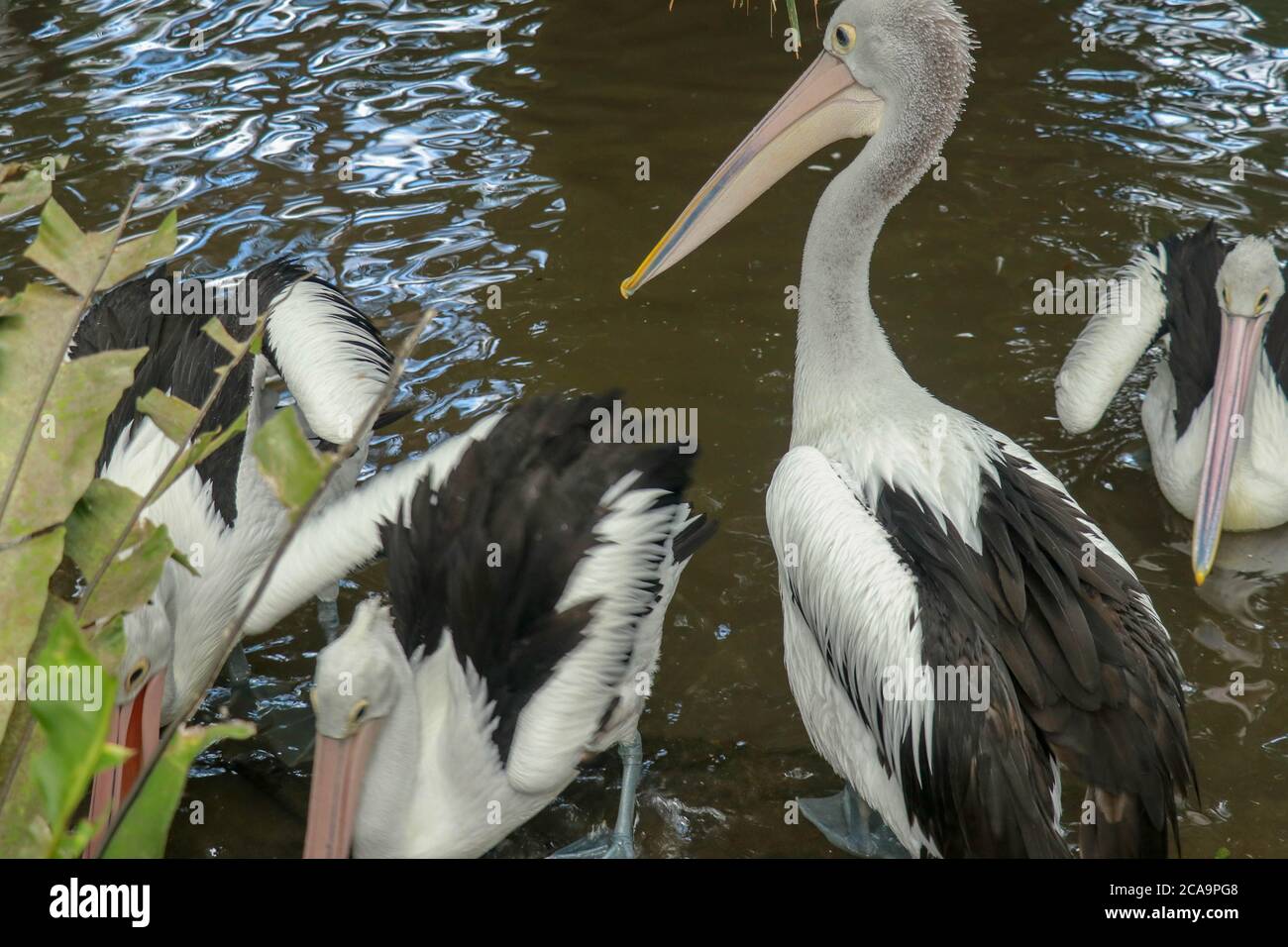 Australian Pelican Pelecanus conspicillatus swimming. The Australian ...