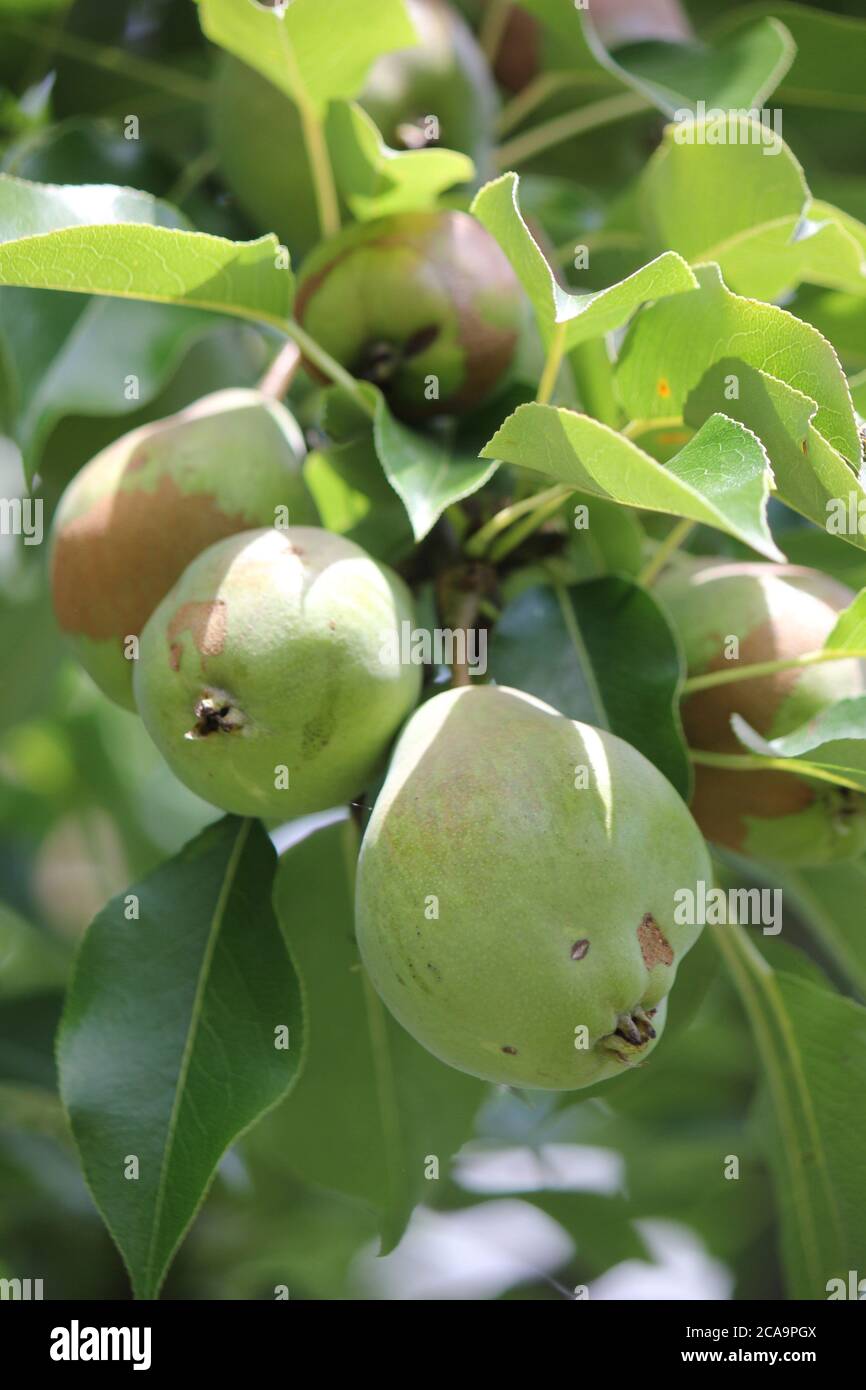 Backyard urban garden in of a luscious pear fruit tree Stock Photo - Alamy