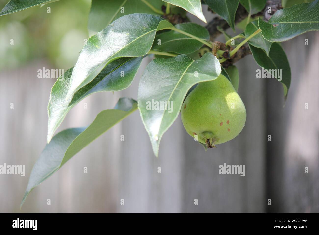 Backyard urban garden in of a luscious pear fruit tree Stock Photo - Alamy