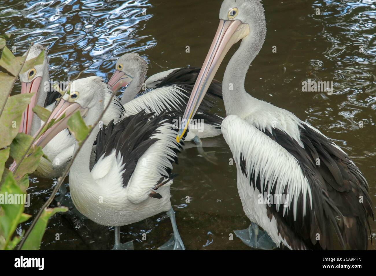 Australian Pelican Pelecanus conspicillatus swimming. The Australian ...