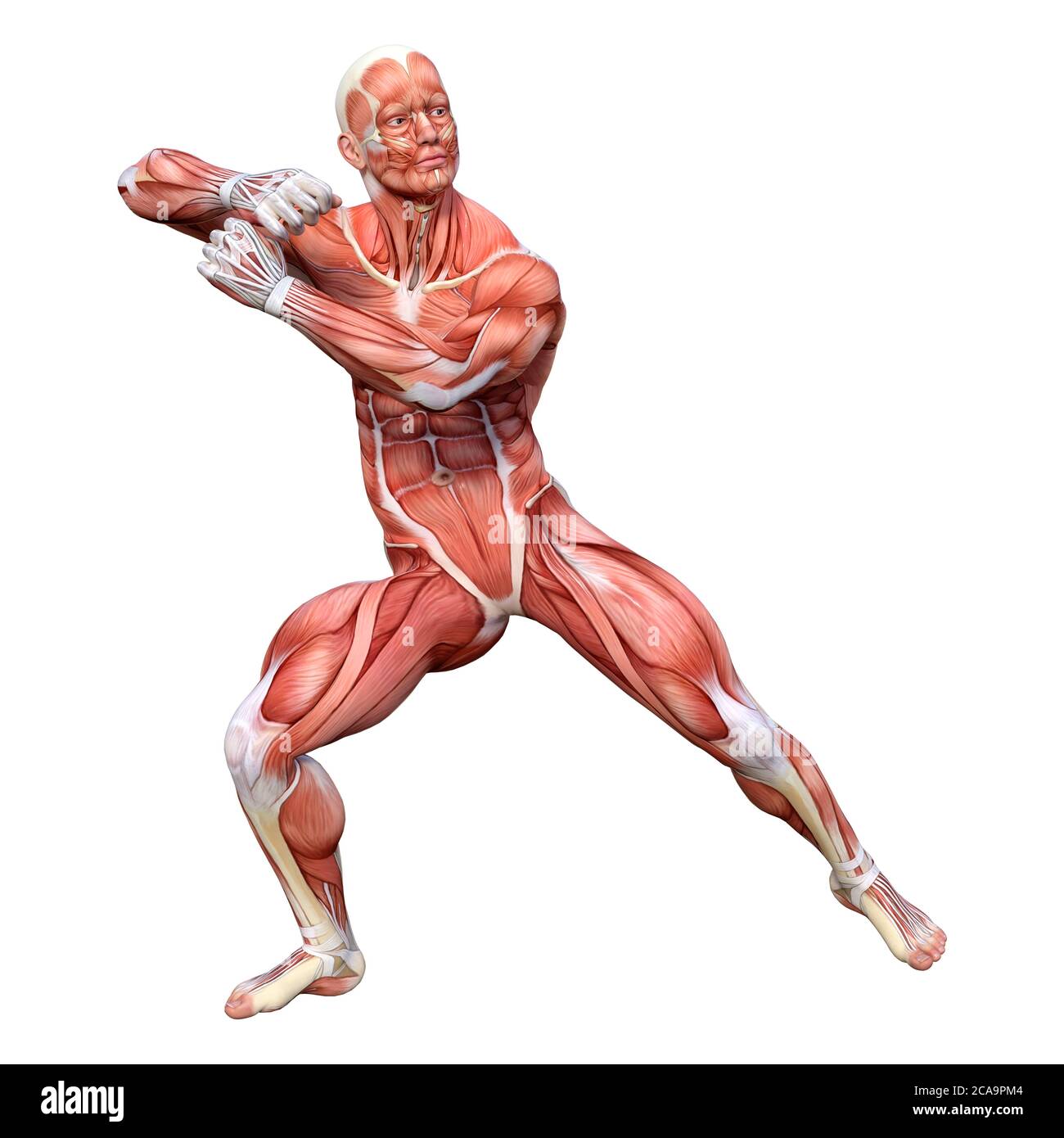 3D rendering of a male figure with muscle maps isolated on white ...