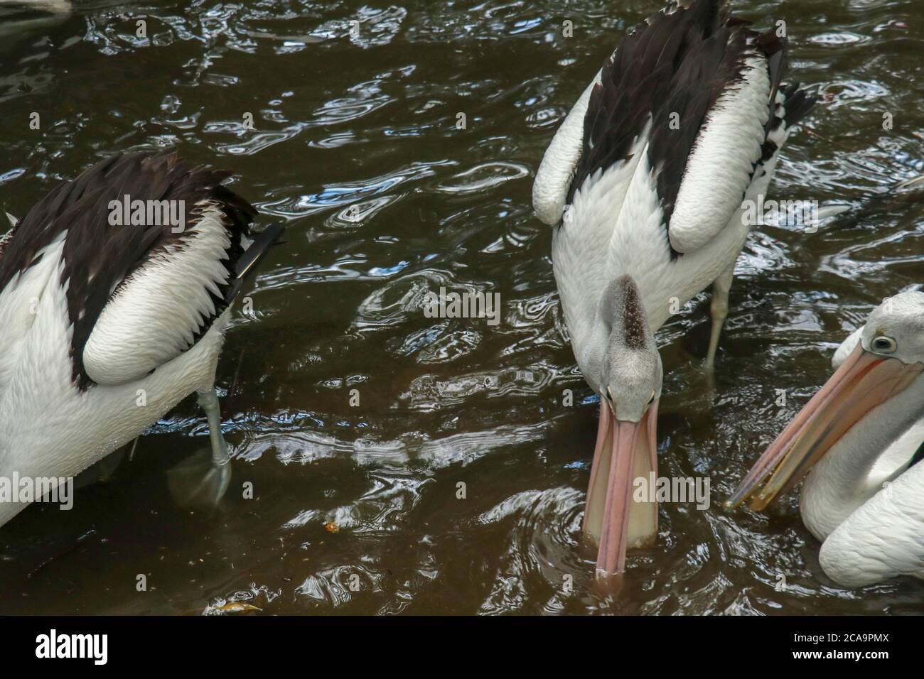 Australian Pelican Pelecanus conspicillatus swimming. The Australian ...
