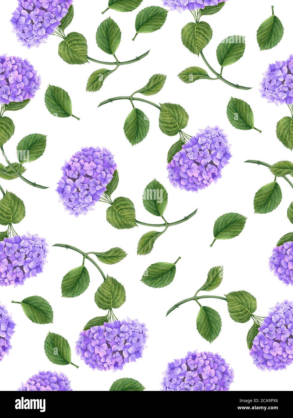 Seamless floral pattern with Hydrangea flower vintage illustration Stock Photo - Alamy