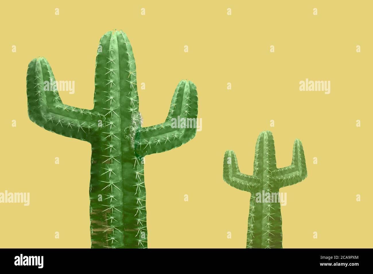 Two cactus plants in the desert at daytime with yellow background ...