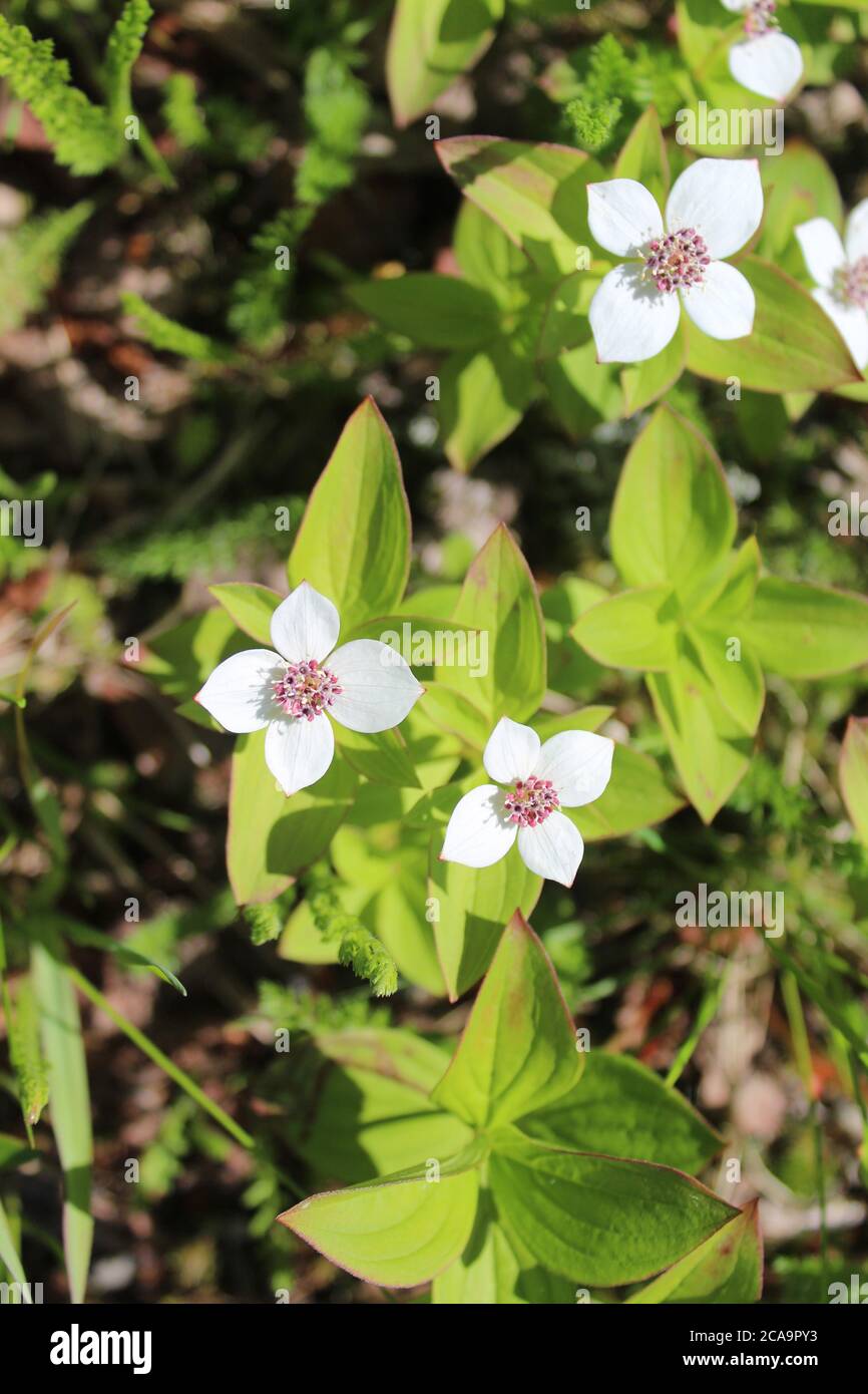 State flower of alaska hi-res stock photography and images - Alamy