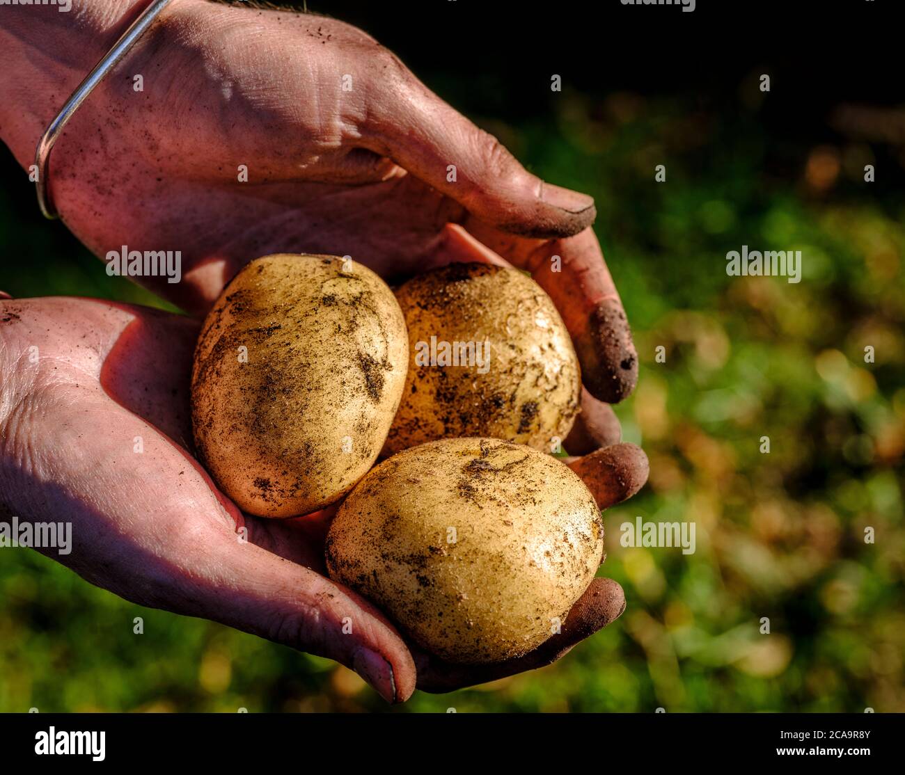 Homegrown Potatoes High Resolution Stock Photography and Images - Alamy