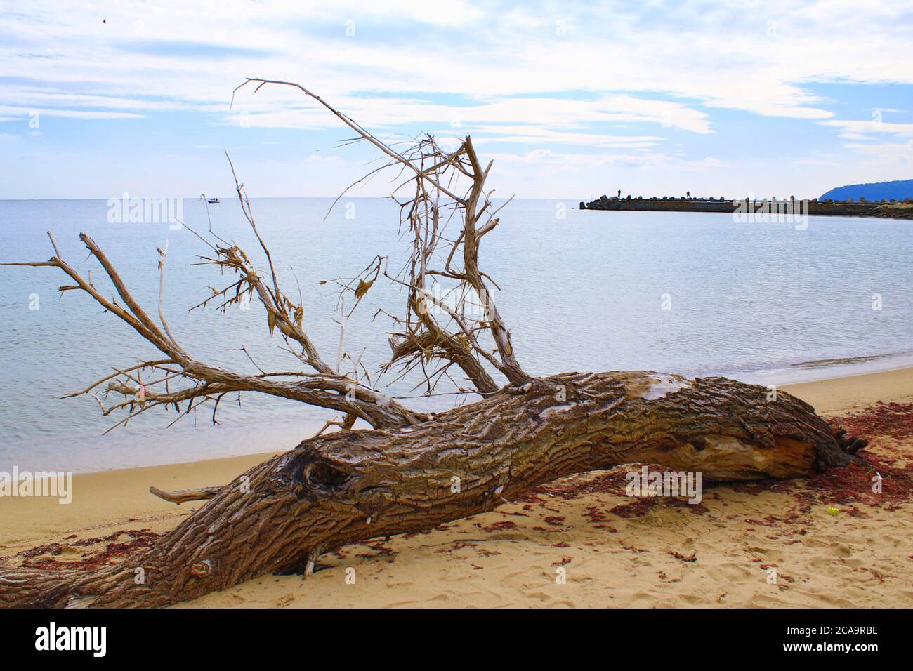 Dry tree fallen on the beach with sand around and cargo ships standing ...
