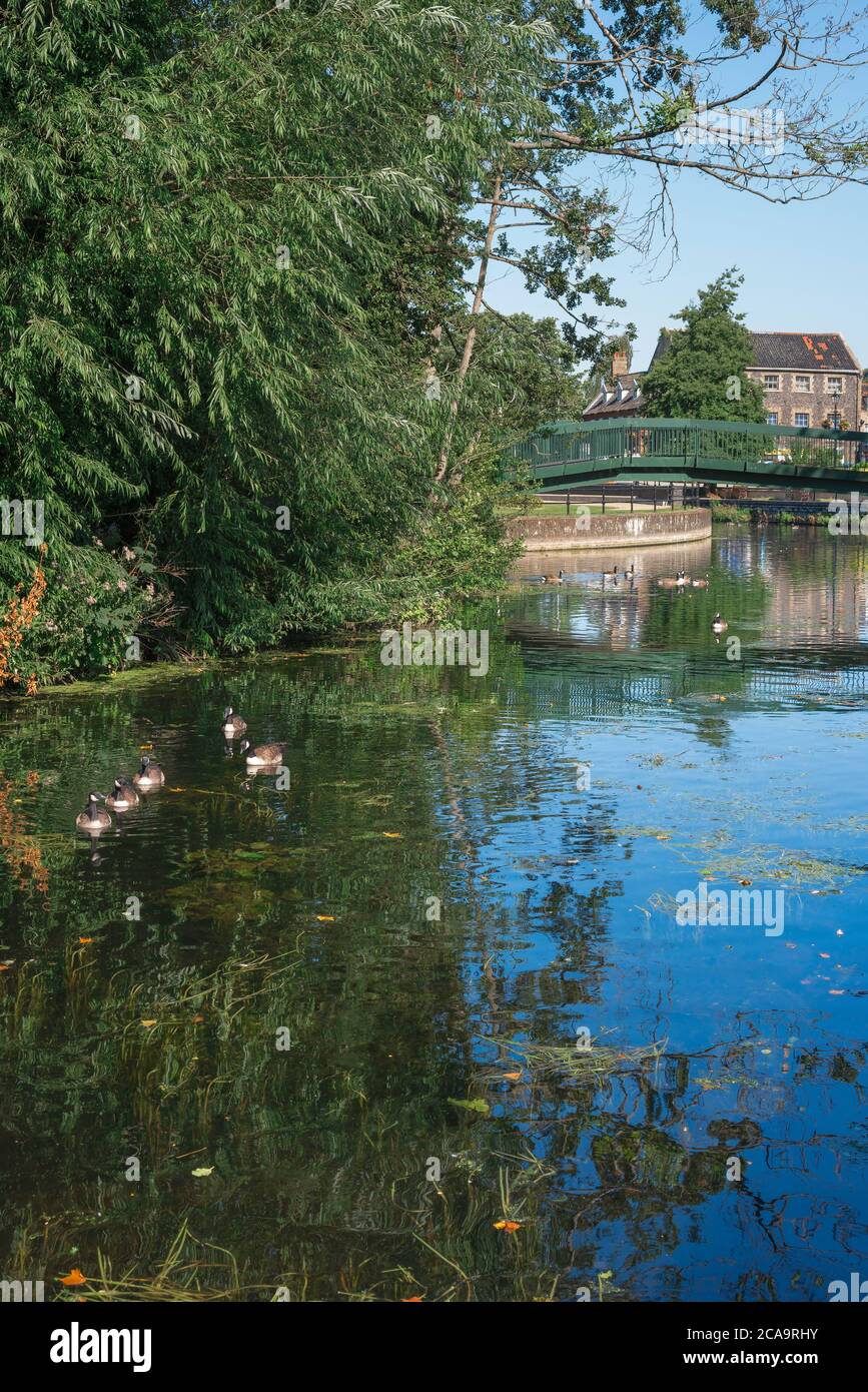 Thetford river, view in summer of ducks on the Little Ouse River in the ...