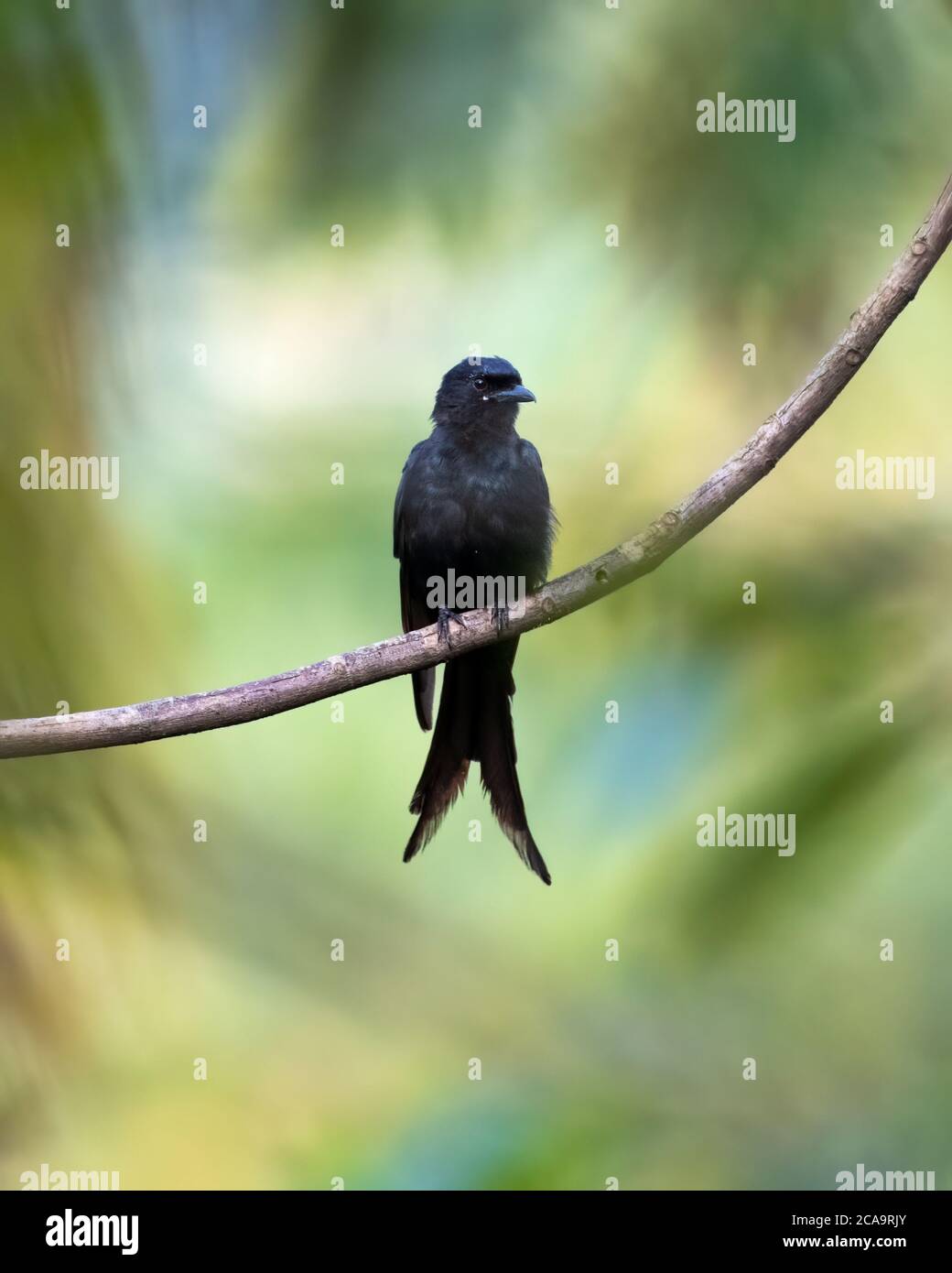 A beautiful Black Drongo (Dicrurus macrocercus), on a perch in ...