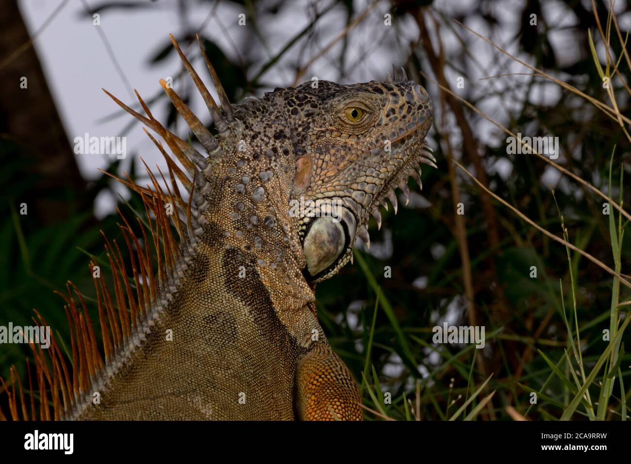 Closeup portrait of invasive wild iguana in Florida at Brian Piccolo ...