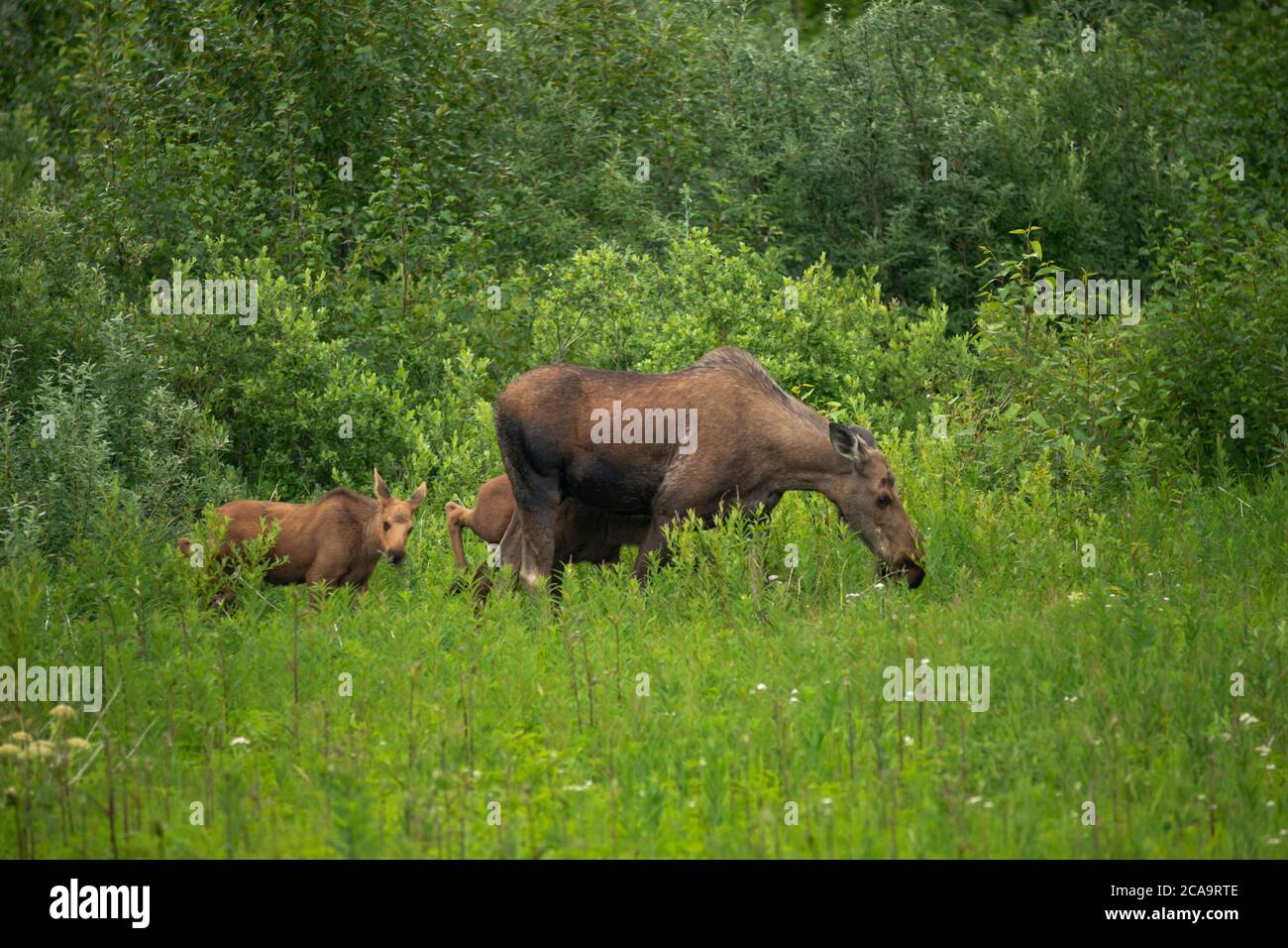 Moose cow calf summer hi-res stock photography and images - Alamy