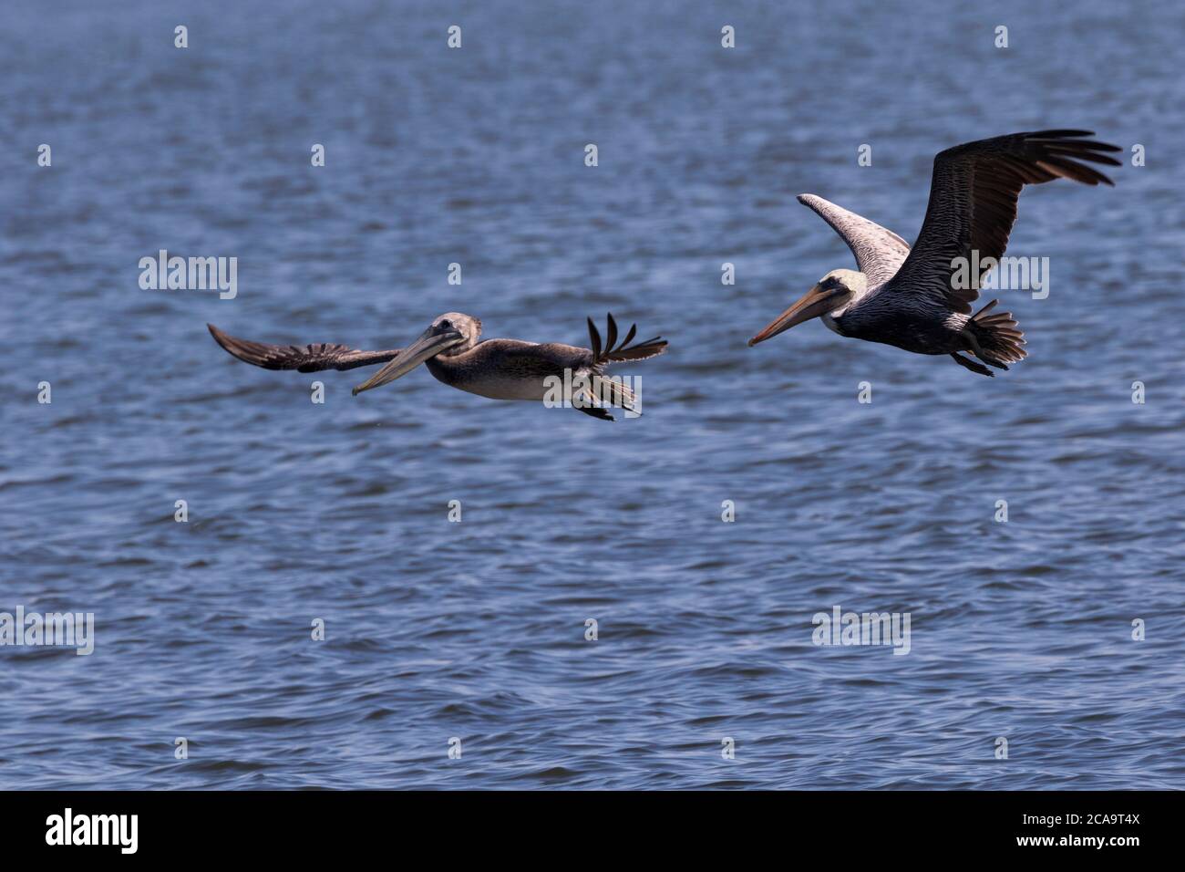 Two brown pelicans in flight over the blue waters of Sanibel Causeway ...