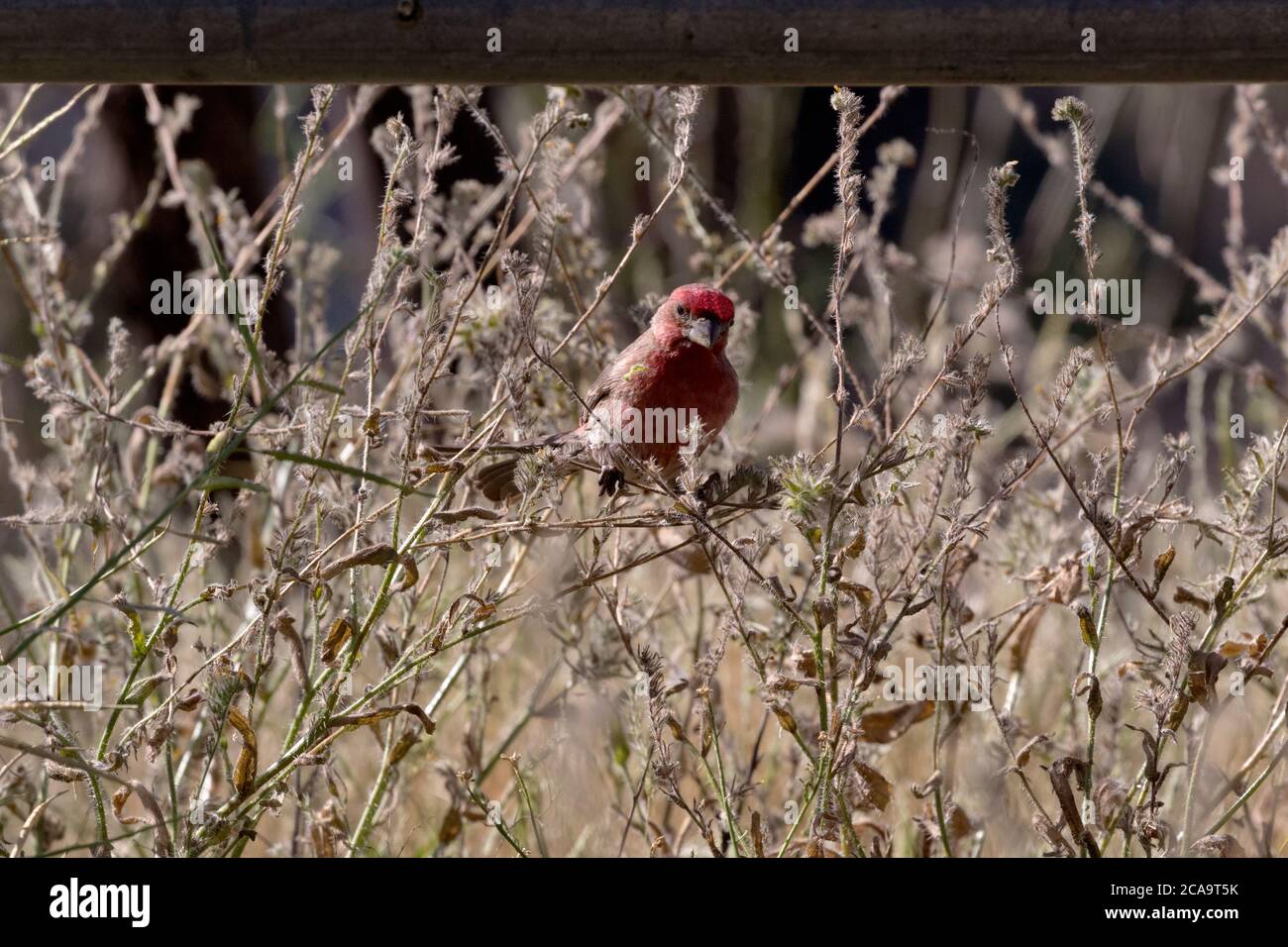 Curious house finch hi-res stock photography and images - Alamy