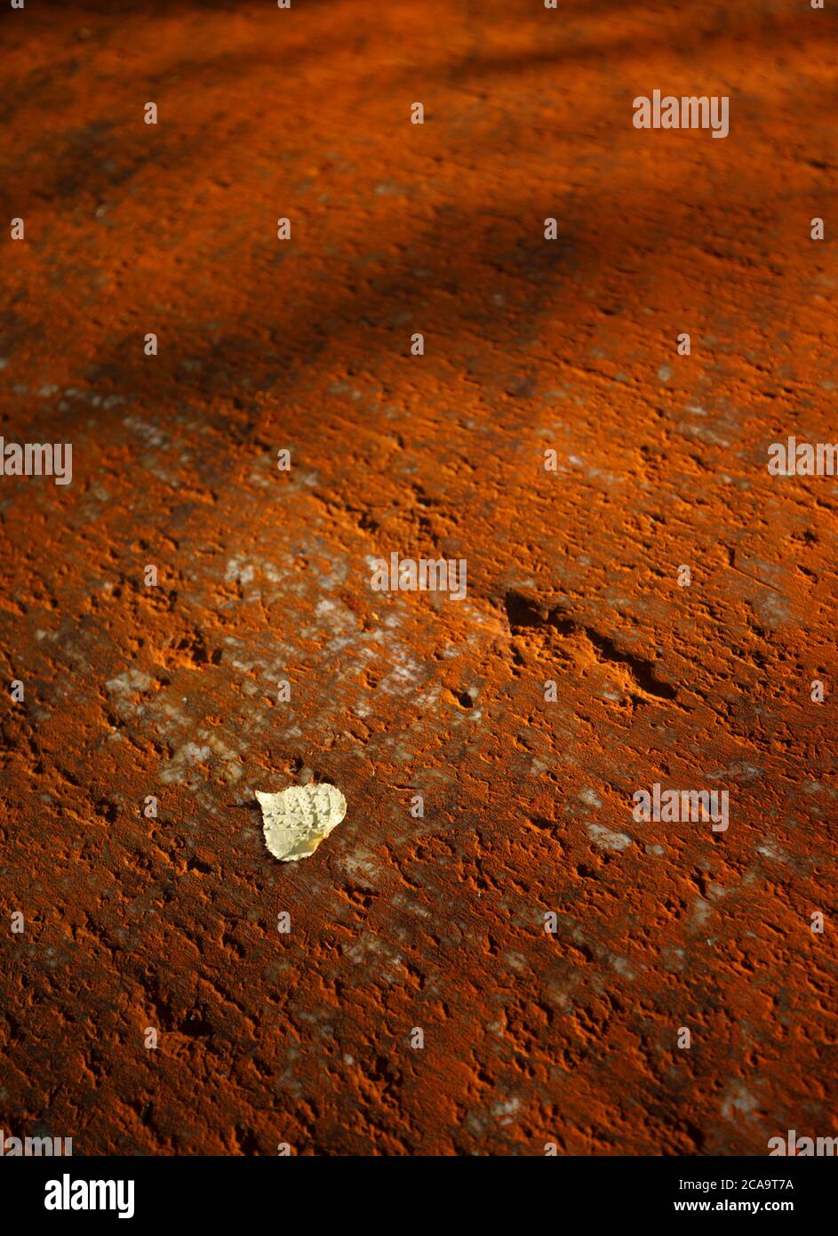 Bedrock surface colored red by Trentepohlia Iolithus algae , Finland ...