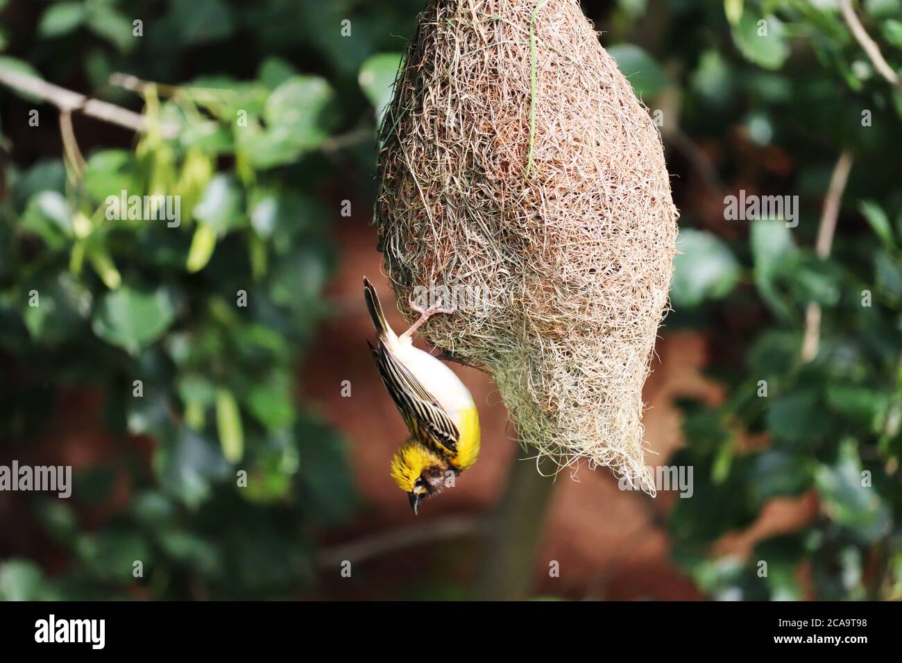 Sparrow nest building hi-res stock photography and images - Alamy