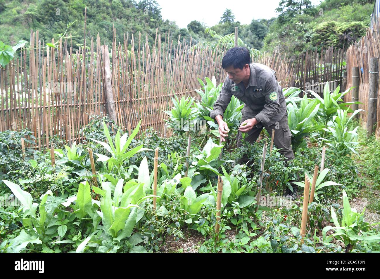 (200805) -- JINXIU, Aug. 5, 2020 (Xinhua) -- Huang Tongfu picks ...
