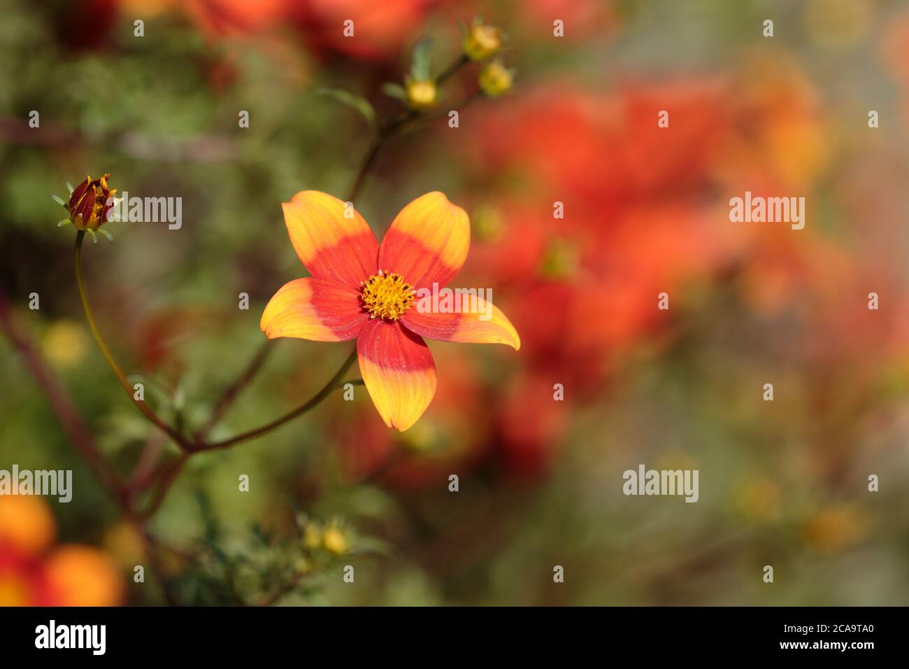 Yellow and orange five-pointed-petalled flower, Harrogate, North ...