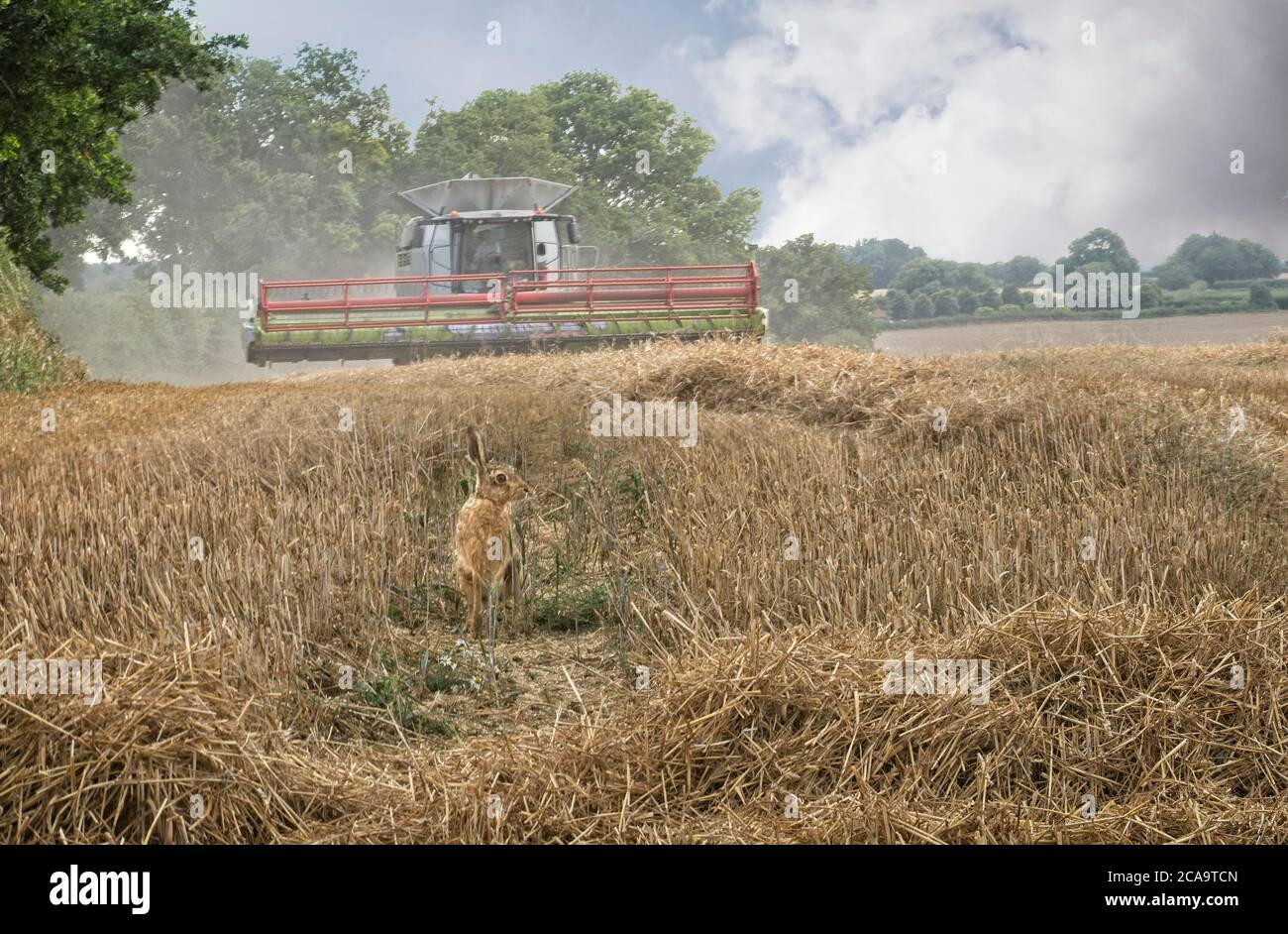 Hare sitting in field being harvested. Manipulated image of combined ...