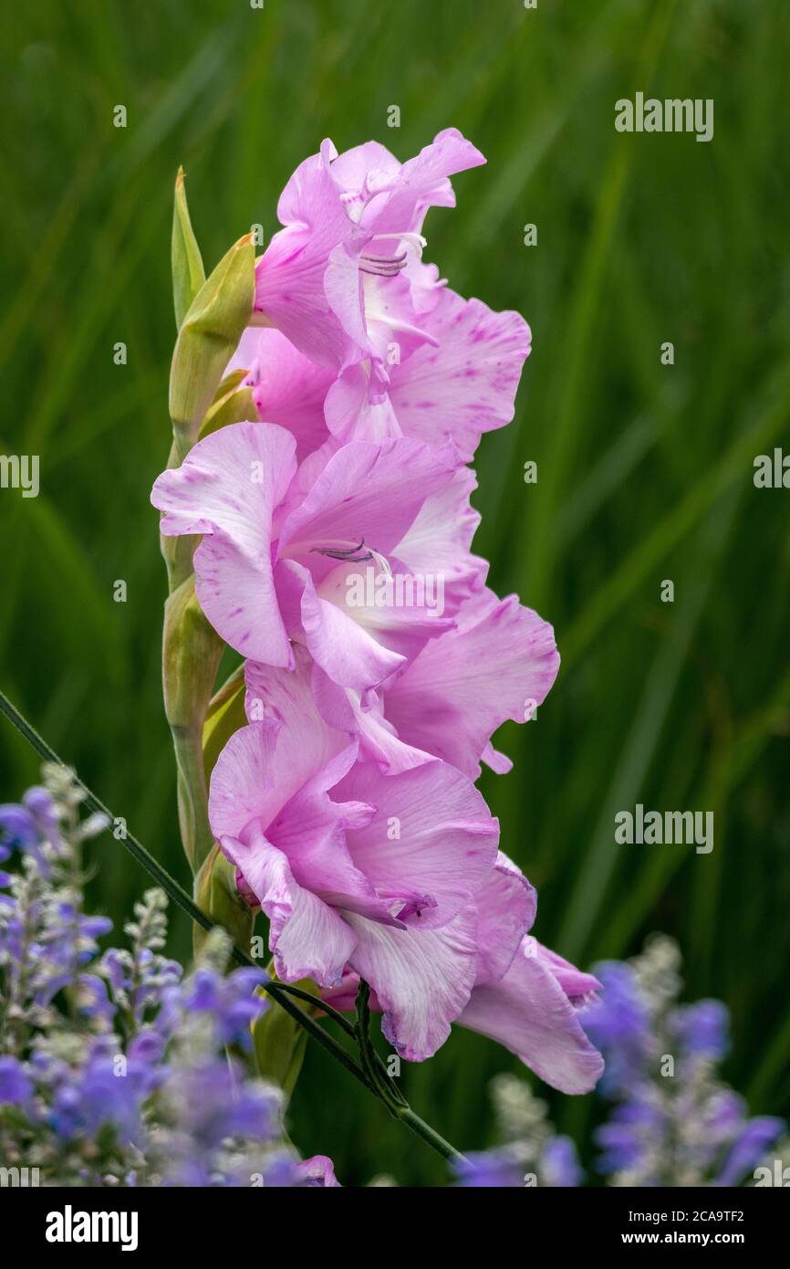 Pink gladiola hi-res stock photography and images - Alamy