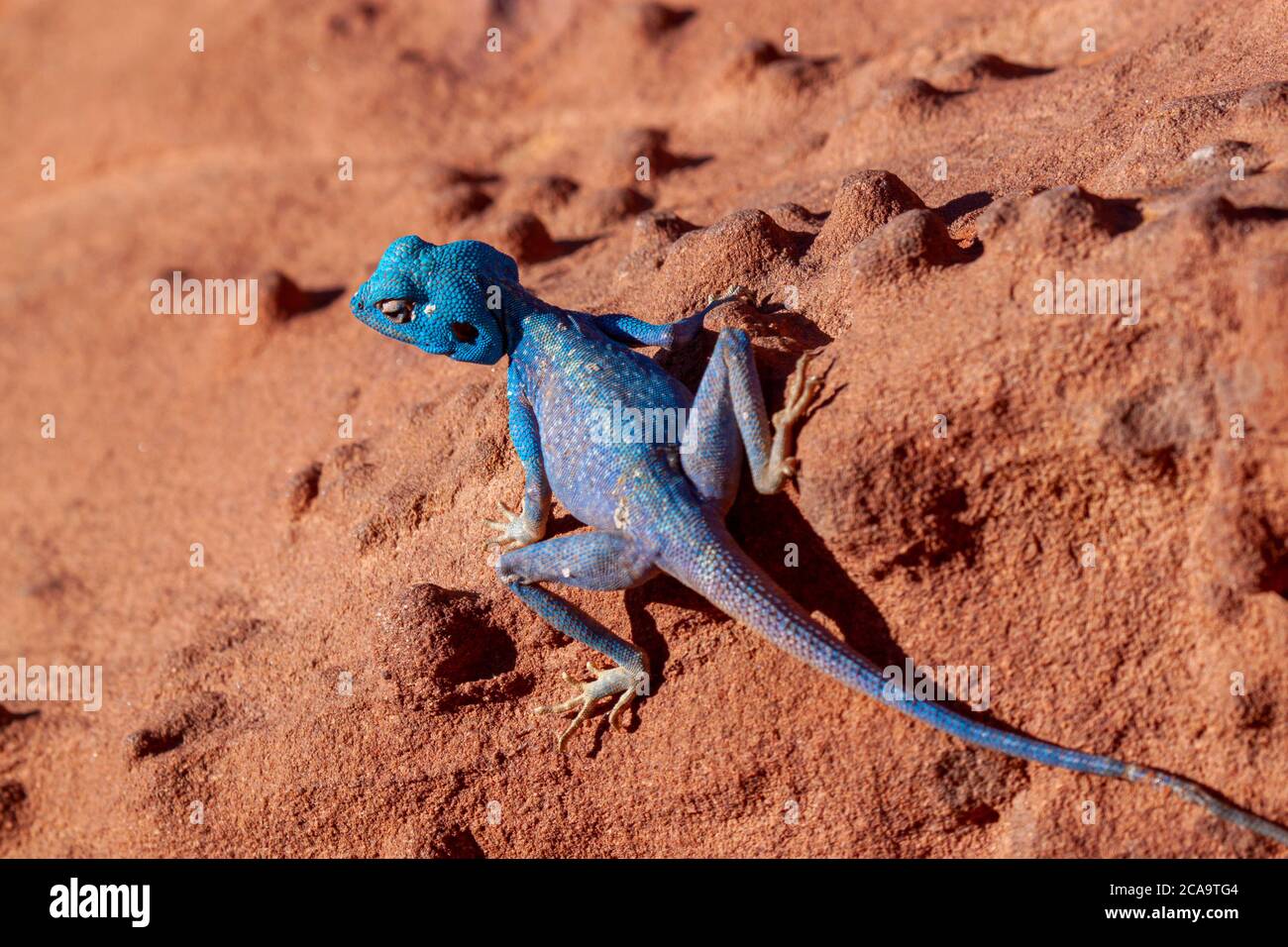 Blue Agama Lizard African Portfolio Zuid Tanzania Explorer | Ingrid