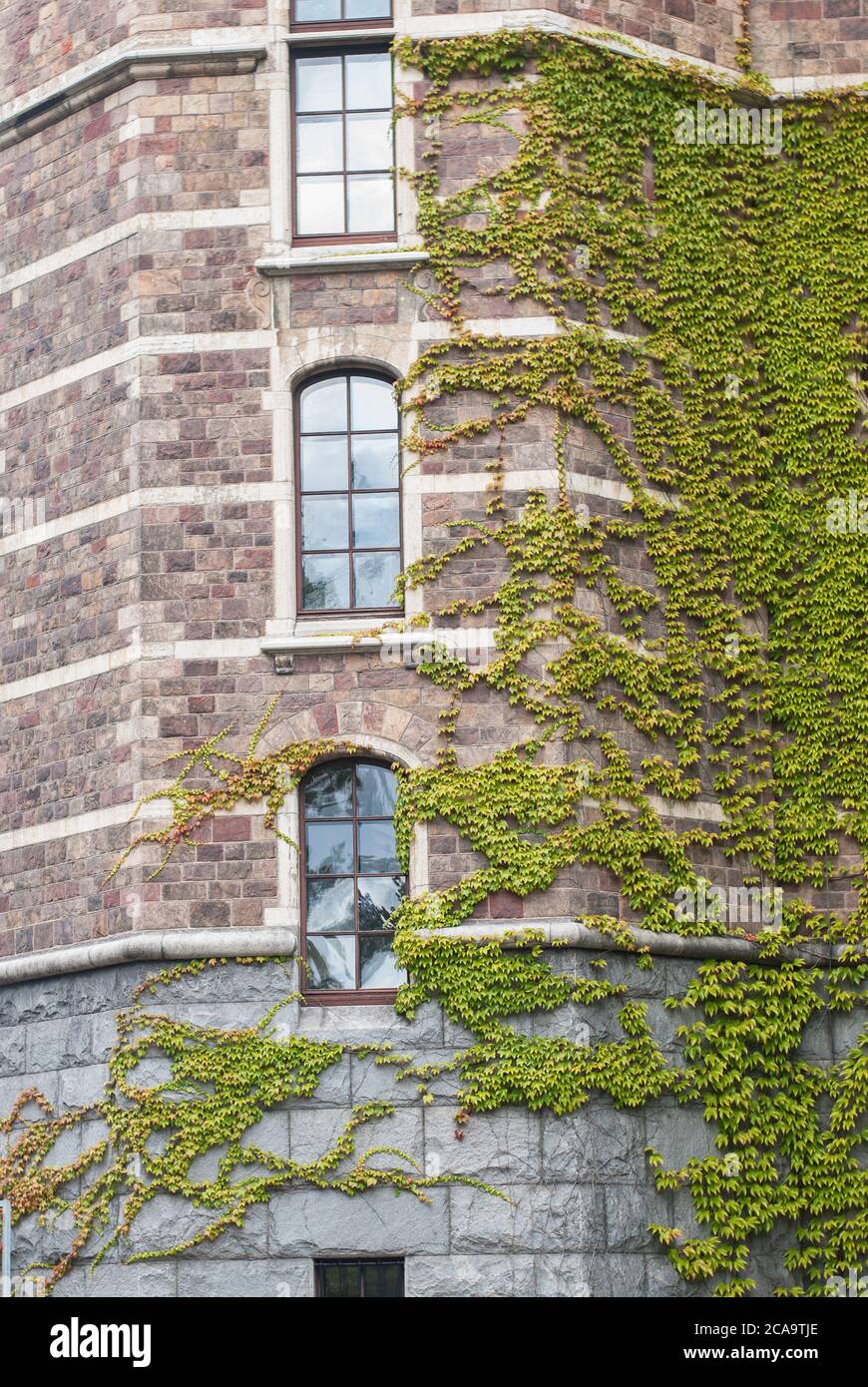 Hedera helix, ivy on the stone wall of the building, evergreen climbing ...