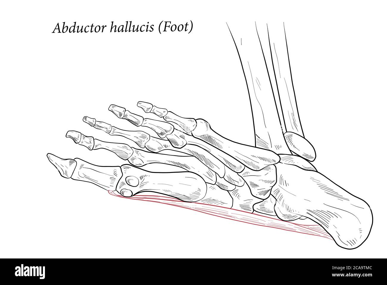 Abductor hallucis muscle foot Stock Vector Image & Art - Alamy