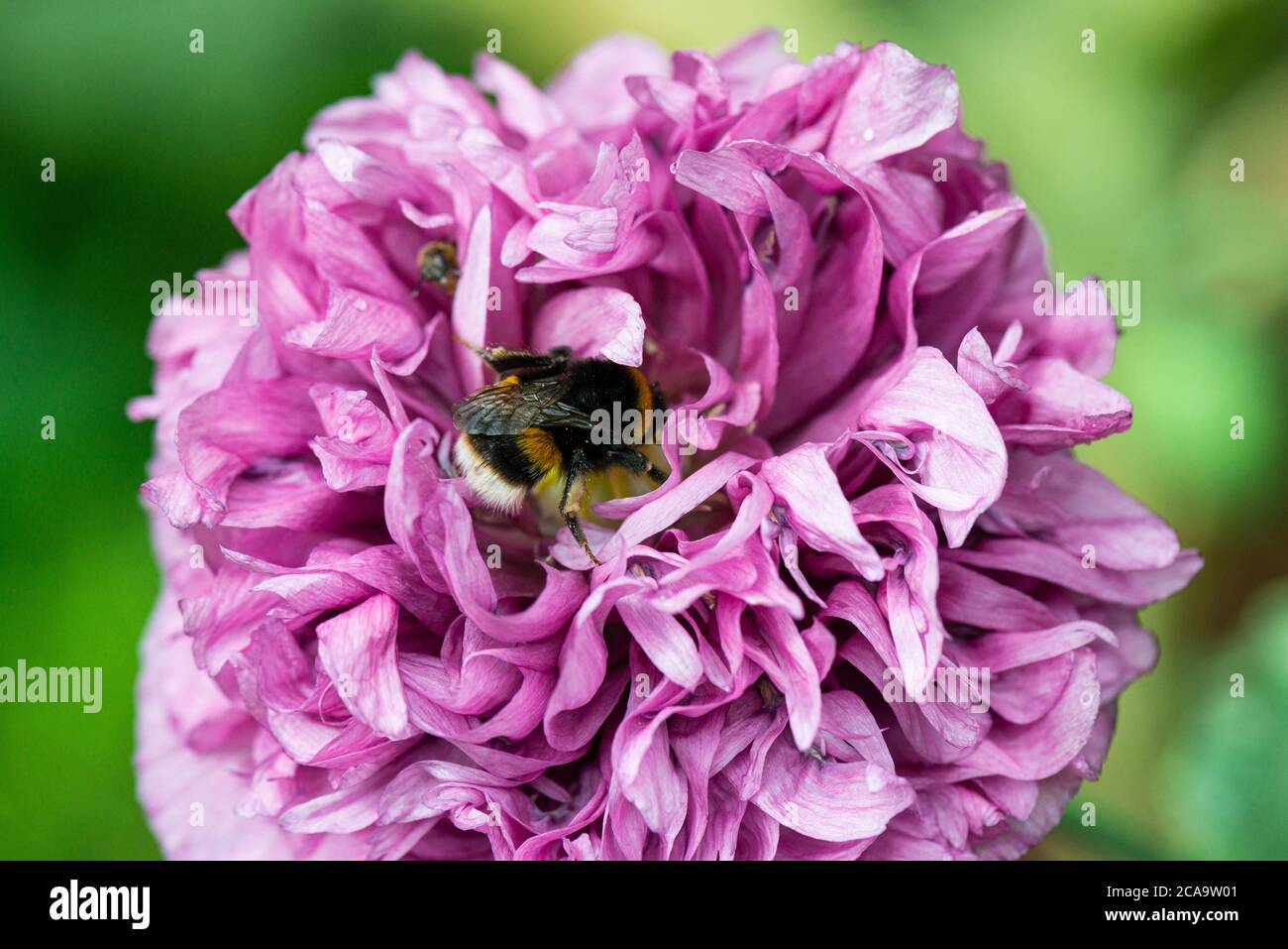 Poppy tallulah belle blush hi-res stock photography and images - Alamy