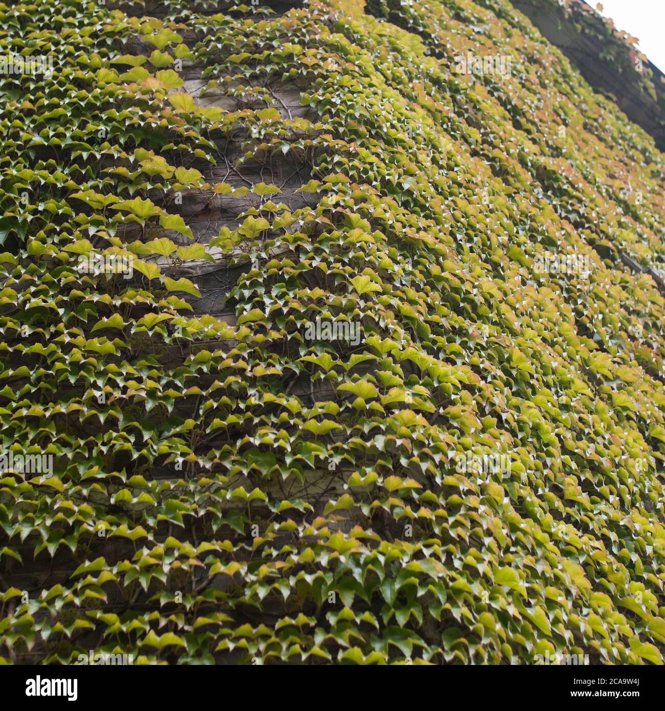 Hedera helix, ivy on the stone wall of the building, evergreen climbing ...